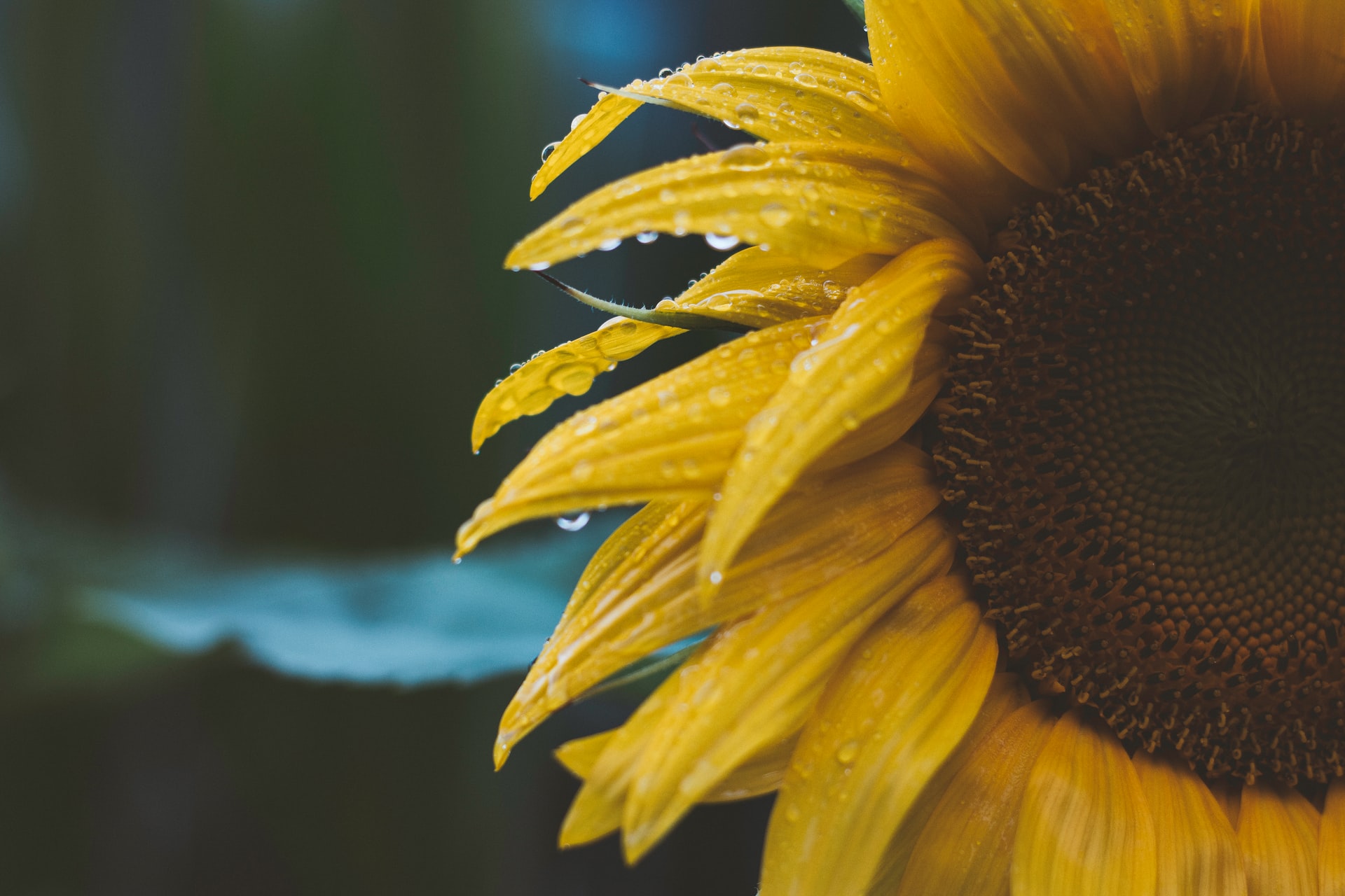 Understanding prophets as prophetic perspectives – The Quran as Revelation